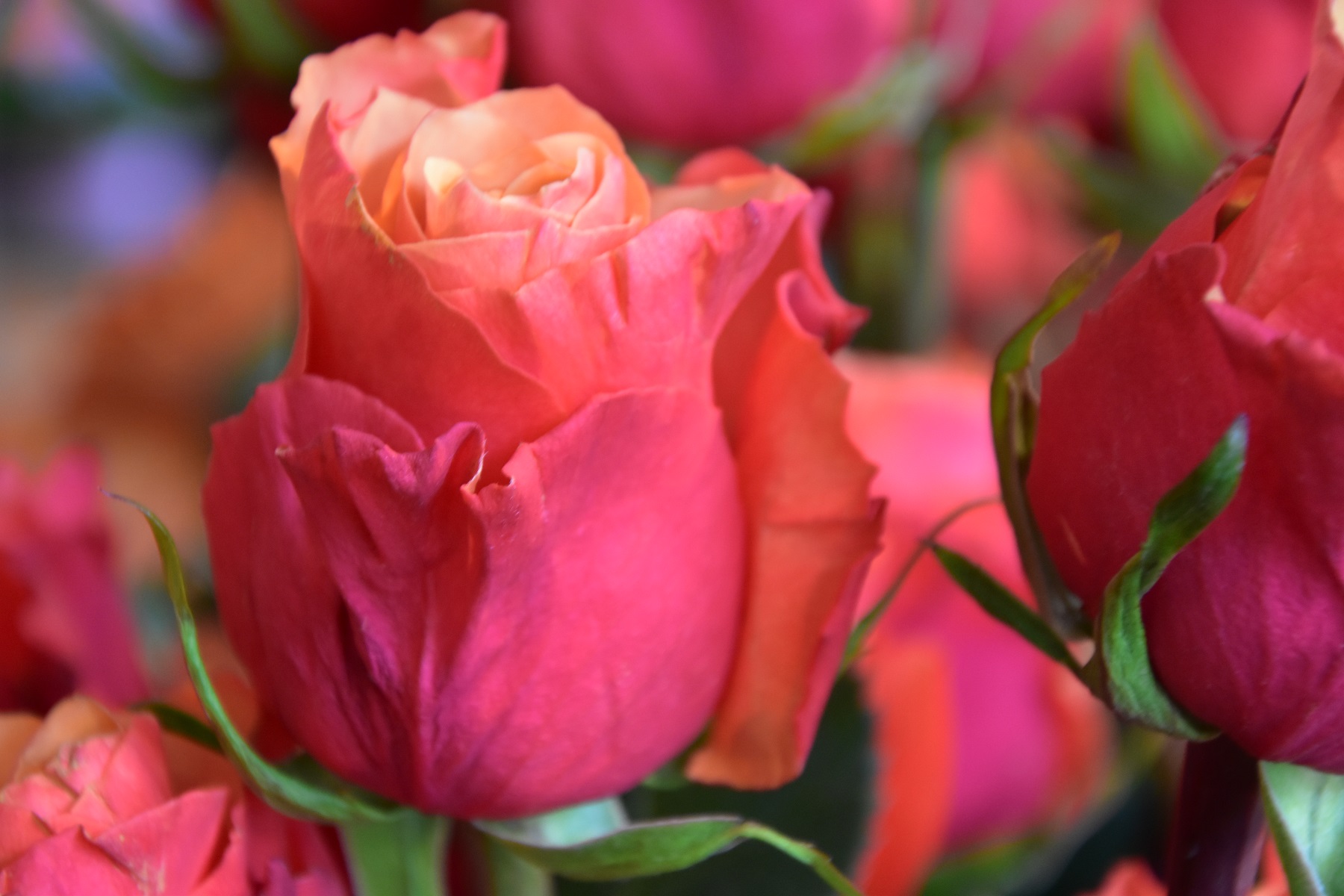 Aktionstag "Rose der Hoffnung" - Hopp-Kindertumorzentrum Heidelberg - KiTZ